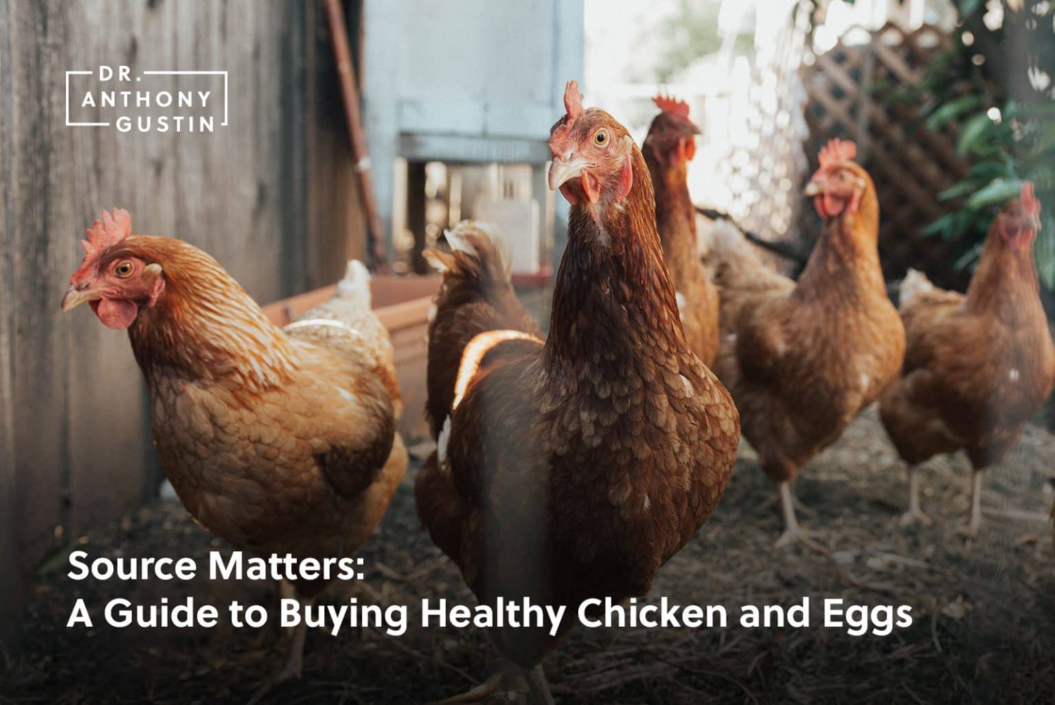 Source Matters: A Guide to Buying Healthy Chicken and Eggs | Dr ...